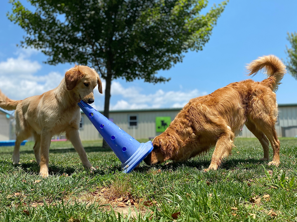 How Your Pet Can Benefit From Animal Enrichment – Frost Fund