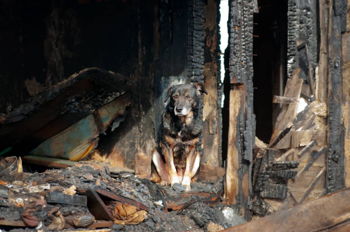 How Animals Have Been Affected in the Aftermath of the Maui Wildfires ...